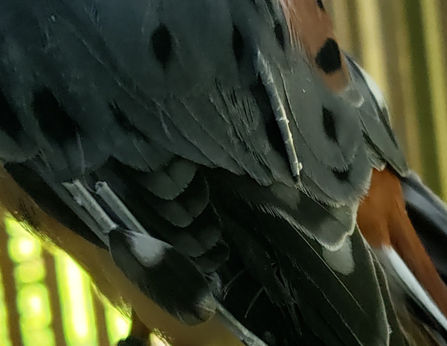 Feathers – Yet There is Method