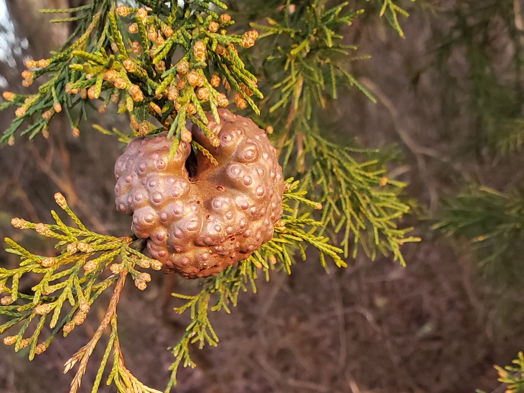 A Fungus Among Us – Yet There is Method