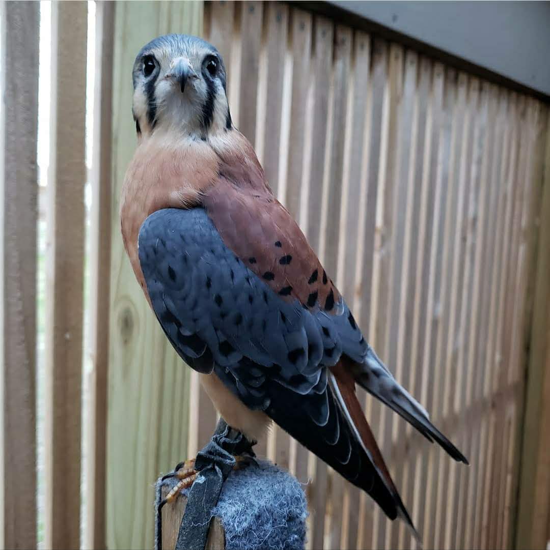 Poem: American Kestrel – Yet There is Method