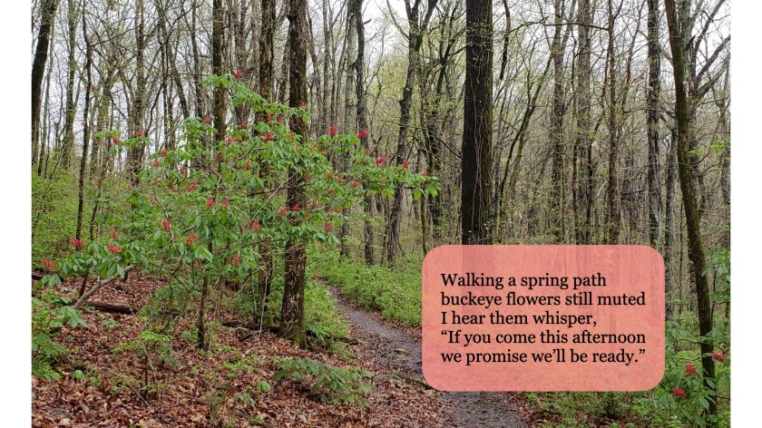 Buckeye Flowers in the Spring – Yet There is Method